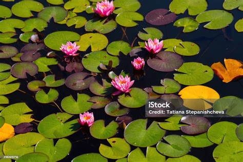 고요한 호수 꽃이 만발한 연꽃이 우아하게 떠 있고 생생한 꽃잎은 자연의 평온함을 반영합니다 이 평화로운 오아시스는 사색과 환경과의 연결을 초대합니다 0명에 대한 스톡 사진