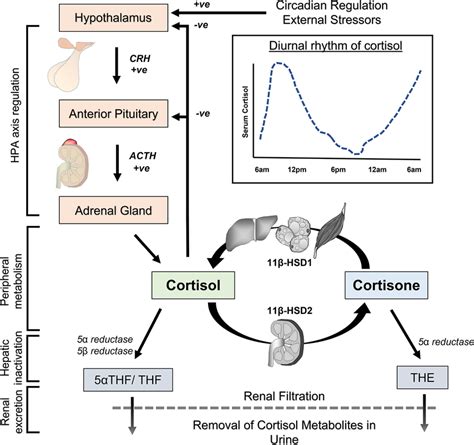Cortisol Pathway More Hormones Of Exercise