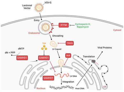 Progress In Pseudotyping Lentiviral Vectors Towards Cell Specific Gene