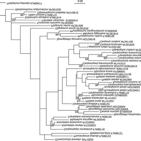 Maximum Likelihood Phylogram Inferred From Lsu Data Depicting Download Scientific Diagram