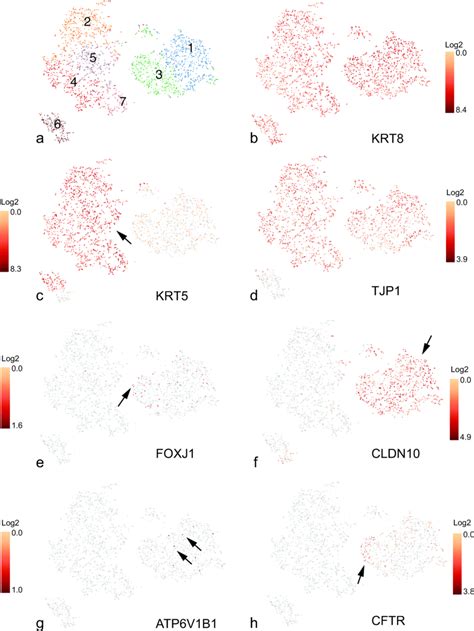 Single Cell Atlas Of Human Caput Epididymis Organoids T Distributed
