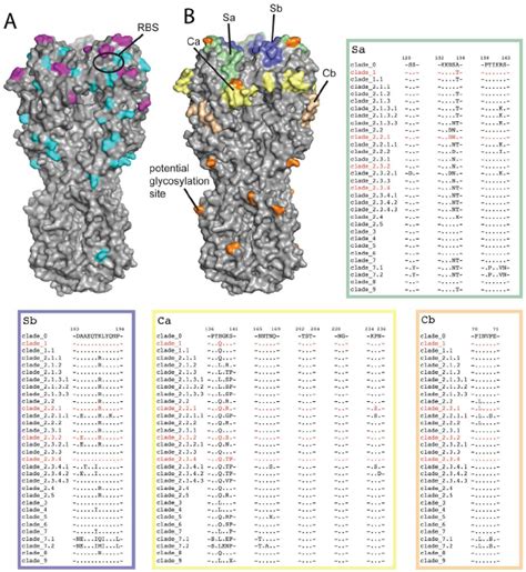 Receptor Specificity Of H5 Rechas Glycan Microarray Analysis Of