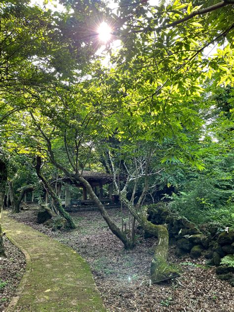 제주 교래자연휴양림 야영장 우중캠핑 특화 서귀포붉은오름과 비교하면 곶자왈 캠핑