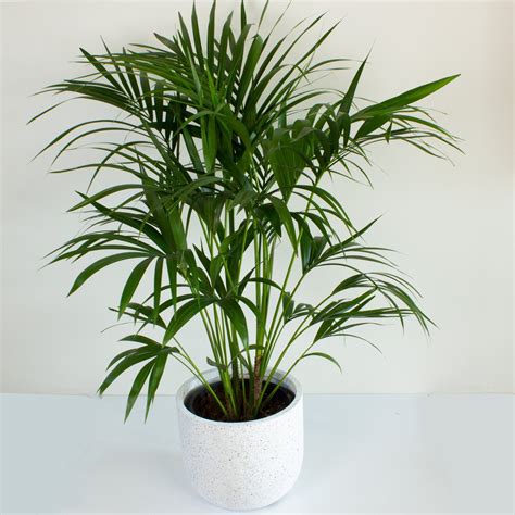 Buy Kentia Palm Indoor Plant Howea Forsteriana 30cm My Jungle Home