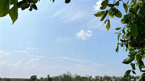 Fram Daun Di Awan Dan Latar Belakang Langit Biru Foto Stok Unduh Gambar Sekarang Angin