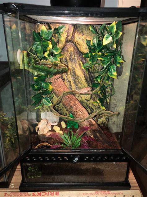 Tree Frog Setup Herps And Reptiles Amino
