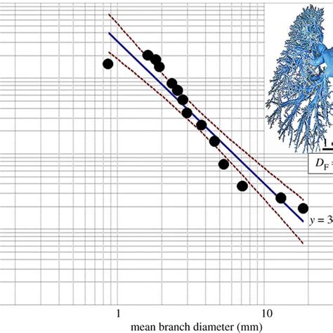 Double Logarithmic Plot Of The Total Branch Diameter Against The Mean Download Scientific