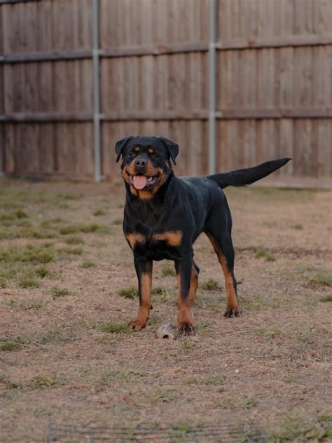 All Black German Rottweiler