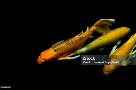 잉어 연못에서 수영을 공상 멋진 잉어 물고기 또는 Koi 연못 수영의 운동 및 공간에서 수영 0명에 대한 스톡 사진 및 기타 이미지 Istock