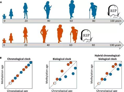 “c位 ”预测——聊聊疾病研究中的生物学年龄因素 知乎