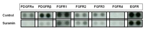 Arrays Were Incubated With 150 µg Of Lysate Prepared From Untreated Download Scientific Diagram
