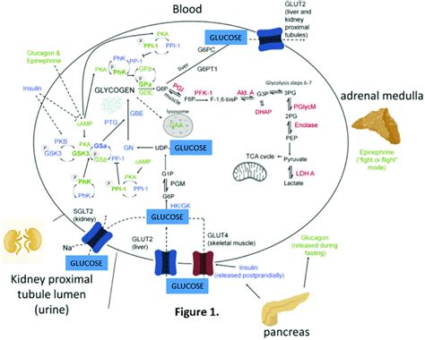 Key Elements Of Glucose And Glycogen Metabolism Enzymes In Blue Direct
