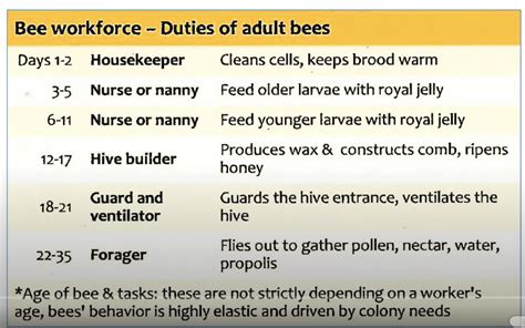 classify bees by specialization · issue 15 · gratheon image splitter · github