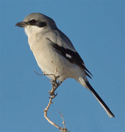 Loggerhead Shrike San Diego Bird Spot