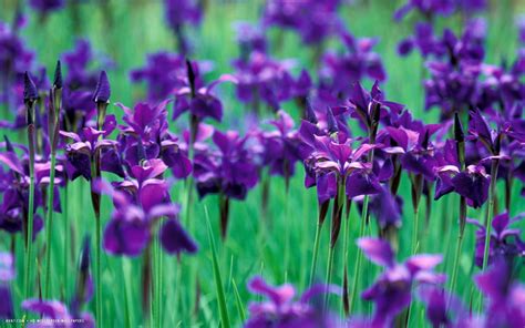 4k Iris Flower Wallpapers 4k Hd Backgrounds On Wallpaperbat