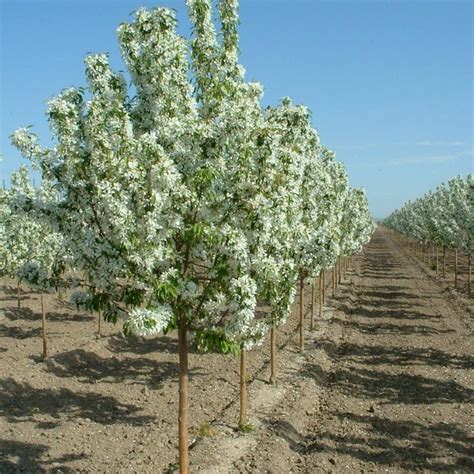 Spring Snow Crab Spring Snow Crabapple