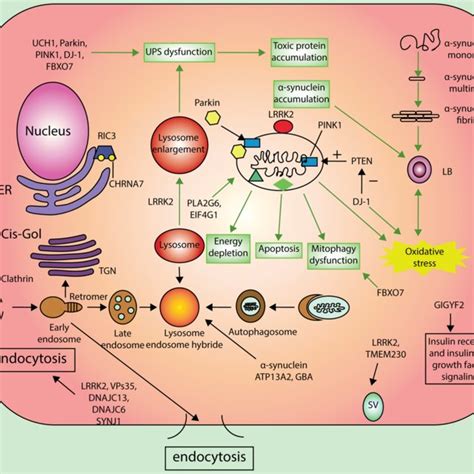 Main Molecular Pathways Related To Pd Pathogenesis Abbreviations Ups