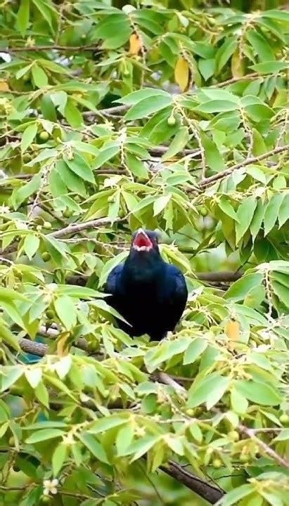 ফুল ফুটুক আর না ফুটুক আজ বসন্ত। Youtube