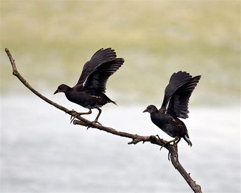 Coots By Pixellence2 On Deviantart