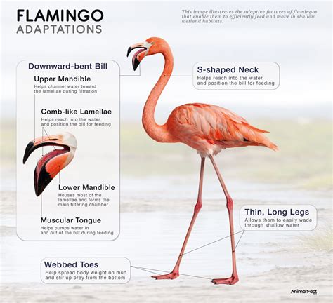 Flamingo Types Diet Habitat Body Coloration And Lifespan
