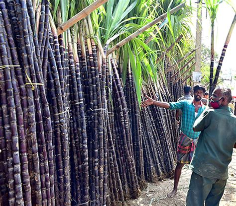 Centre Increases Fair And Remunerative Price On Sugarcane The Hindu