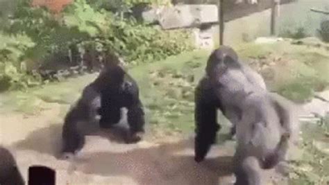 Rajang Vs Furious Rajang Irl R Mhrise