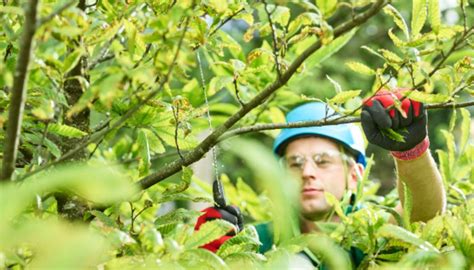 How Tree Pruning Can Help Combat Pests In New York Greenleaf Tree Care