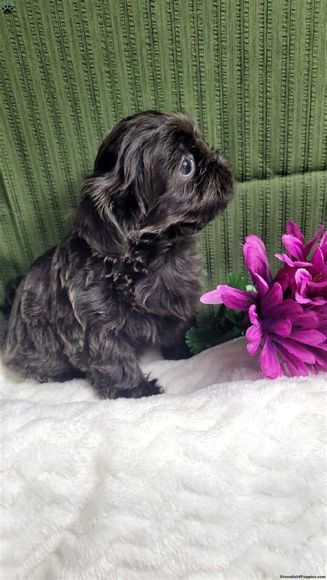 Hazel Shih Tzu Puppy For Sale In Ohio