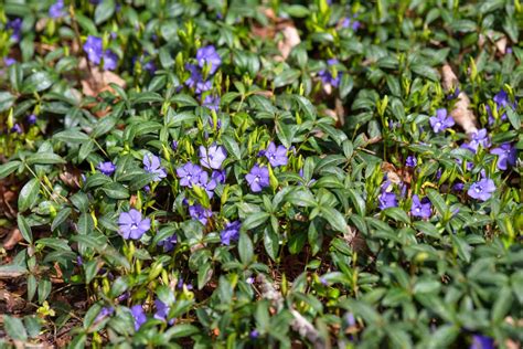 How To Grow And Care For Periwinkle