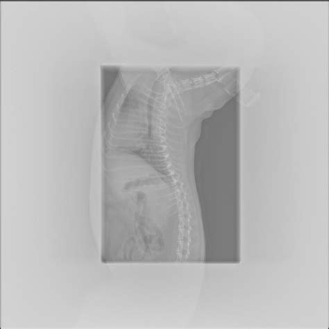 Coco Conversion Of Data Instance Segmentation Dataset By Aivancity