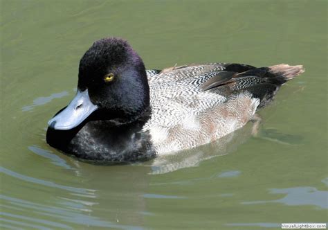 Identify Lesser Scaup Wildfowl Photography