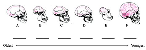 Evolution Of The Human Skull