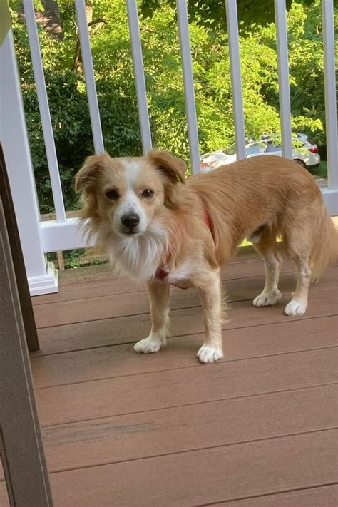 Cocker Spaniel Chihuahua Mix Chi Spaniel A Breed Complete Guide Artofit