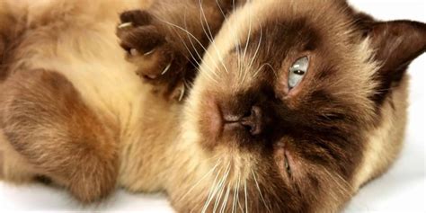Do Himalayan Cats Have Health Problems At Maria Buck Blog