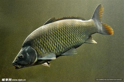 水里的游弋的鱼摄影图 鱼类 生物世界 摄影图库 昵图网