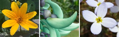 Overview Of Angiosperm Phylogeny Digital Atlas Of Ancient Life