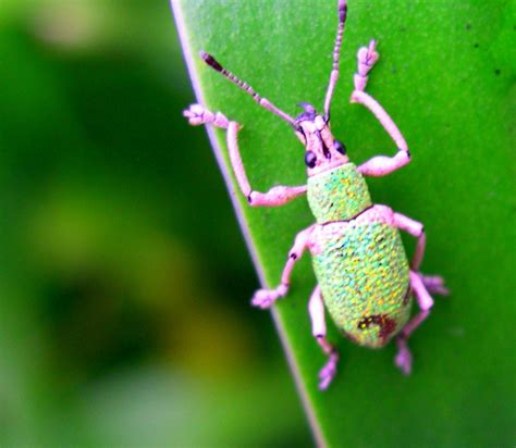 A Colorful Weevil Found In My Own Backyard In San José Bugs And