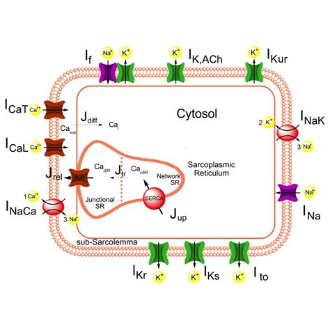 Pennsieve Discover Find And Access Public Scientific Datasets