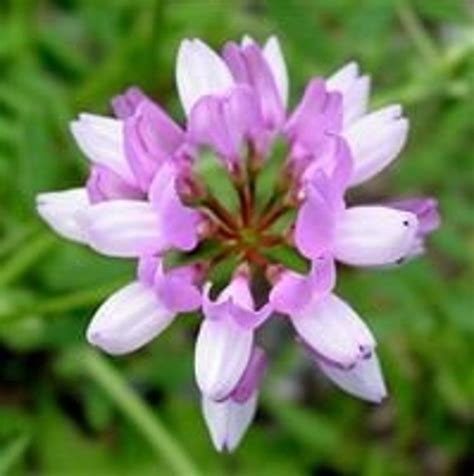 Crown Vetch Seed Etsy
