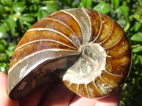 300g Natural Pearly Nautilus Fossils Ammonite Specimen From Madagasca