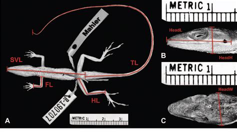 Figure From THE ANOLES OF LA SELVA NICHE PARTITIONING AND ECOLOGICAL MORPHOLOGY IN A MAINLAND