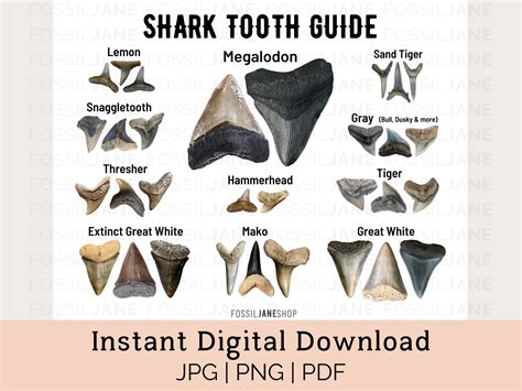 Identifying Shark Teeth Shark Tooth Identification Guide Medium