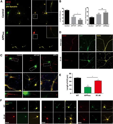 The Amyloid Precursor Protein Modulates The Position And Length Of The
