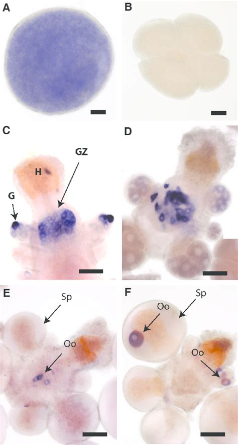 In Situ Hybridization Of Cnidarian Egg Lectin Cel In Hydractinia From Download Scientific