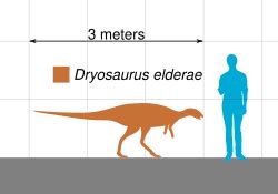 Dryosaurus Wikipedia