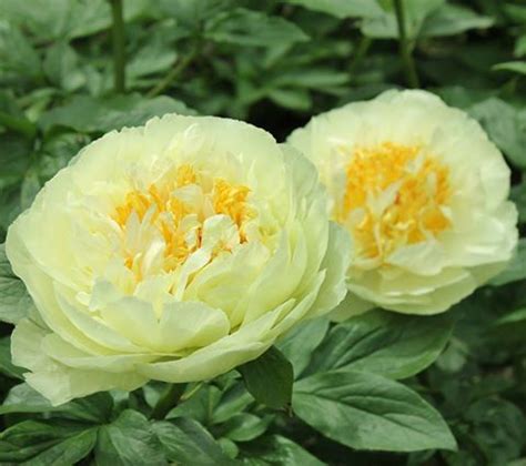 Lemon Chiffon Peony From Hollingsworth Peonies Peonies Lemon Chiffon