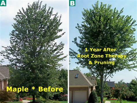 Tree Profiles Greentree Tree Services