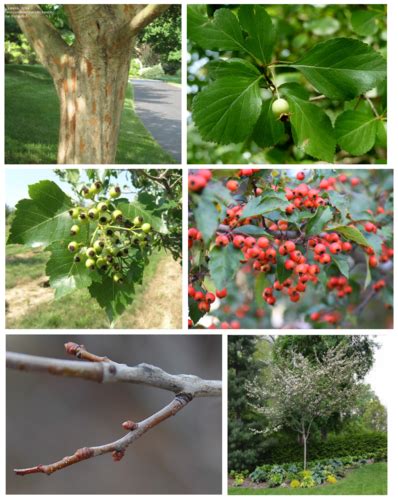 Trees Flashcards Quizlet