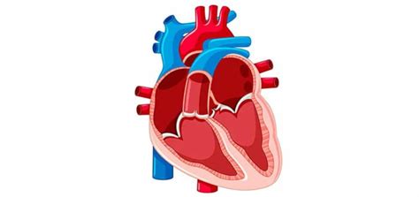 El Corazón Es Uno De Los órganos Más Importantes Que Tenemos Dentro De