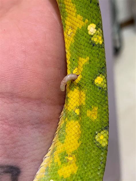 subcutaneous skin worm on a green tree python r wtf